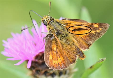 Frisky Skippers Courtship Of The Lulworth Skipper Ray Cannons Nature Notes