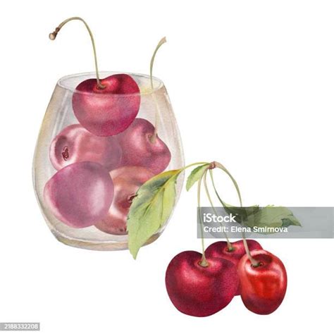 유리에 달콤한 신맛 붉은 체리 열매 수채화로 그린 손 잎 줄기와 잘 익은 선홍색 흰색에 고립된 구성 그림 레스토랑 카페 디저트 메뉴 웨딩 파머스 마켓 과실나무에 대한 스톡