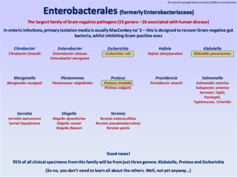 Kaarten Pathogens Ii Enteric Gram Negative Bacteria And Gi Infections Quizlet