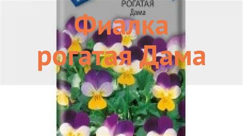 Фиалка рогатая Дама (dama) 🌿 рогатая фиалка Дама обзор: как сажать ...