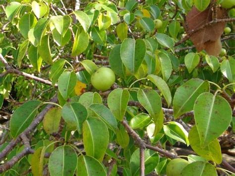 Las 5 Plantas Más Peligrosas Del Mundo