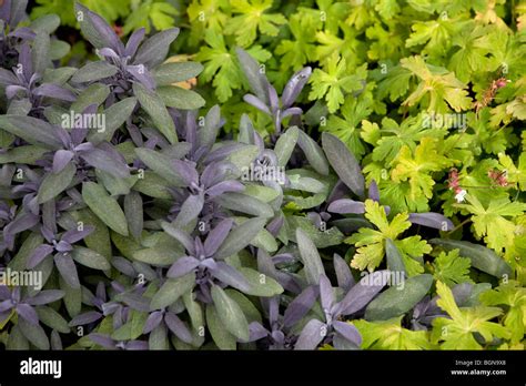 Tradescantia A Form Of Wandering Jew Plant Or Spiderwort Useful As