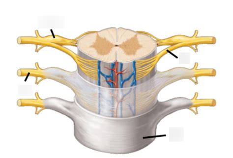BIO201 Spinal Cord Cross Section Locations Diagram Quizlet