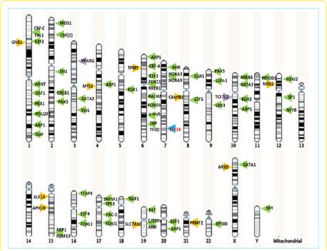 Identification Of Genes Associated Trans Regulatory Network Signals