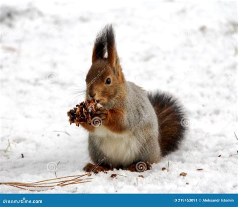 Common Forest Squirrel In The Forest Park Stock Image Image Of Furry