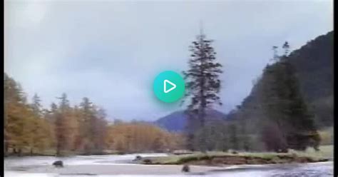 Man Fights A Bearmp4 Album On Imgur