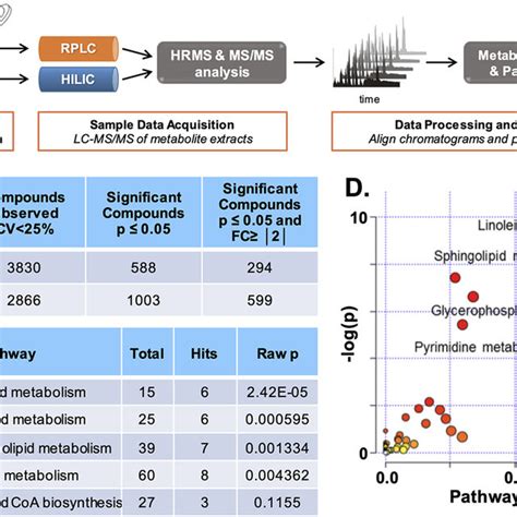 Workflow And Pathway Analysis Using Global Untargeted Metabolomics