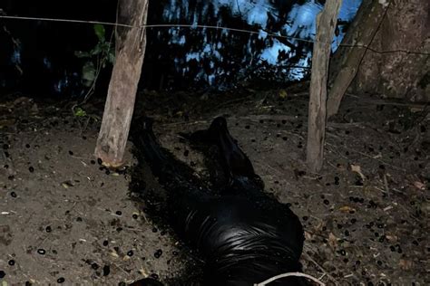 Corpo Em Avançado Estado De Decomposição é Encontrado Em Matagal Na