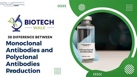 38 Difference Between Monoclonal Antibodies And Polyclonal Antibodies