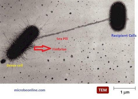 Bacterial Pili Fimbriae Characteristics Types And Medical