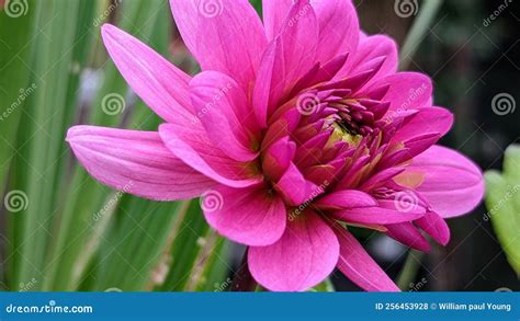Large Pink Flowers In Full Bloom With Green Leaves Stock Photo Image