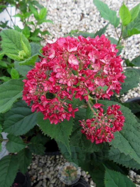 Smooth Hydrangea Hydrangea Arborescens Invincibelle® Ruby In The Hydrangeas Database