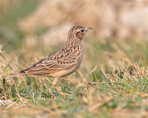 Small Oriental Skylark On A Dirt Patch Surrounded By Lush Green Grass