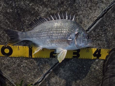 逃がした魚は はなちんのちん