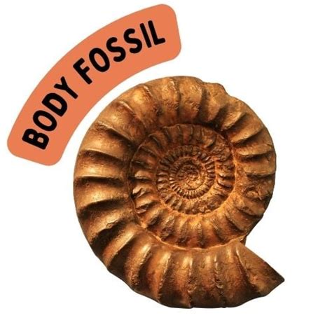Types Of Fossils Earth How