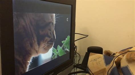 Cat Watching Tv Chat Qui Regarde La Tv Youtube