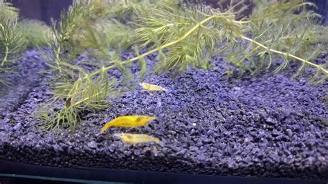 Is It Possible To Know The Sex Of Those Shrimps R Shrimptank