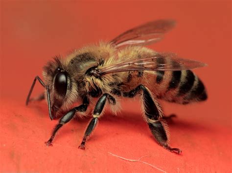 Apis Mellifera Abeja Melífera Introducida