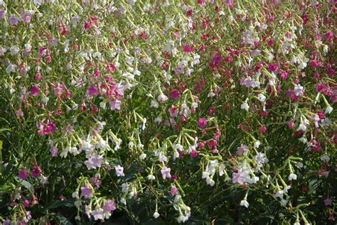 The 10 Best Smelling Plants For Your Garden