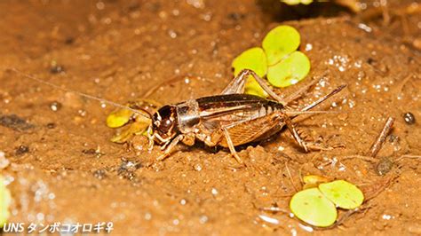 タンボコオロギ 上田ネイチャーサウンド 鳴き声 コオロギ 秋に鳴く虫 虫の音
