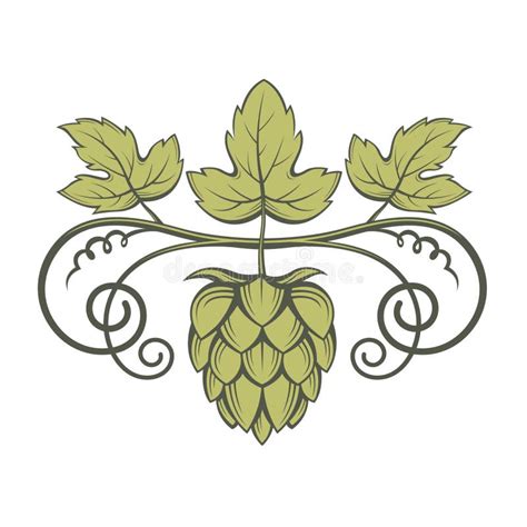 Hops Cone Stock Illustrations 1035 Hops Cone Stock Illustrations