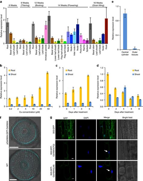 Expression Pattern And Subcellular Localization Of OsHMA4 A