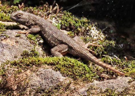 Sceloporus Occidentalis Western Fence Lizard 10000 Things Of The
