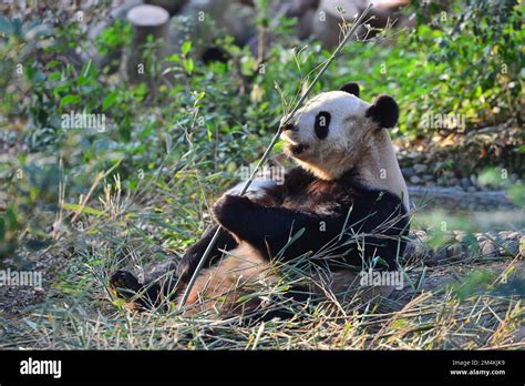 Giant Pandas Enjoy A Comfortable Life In Winter At Chengdu Research