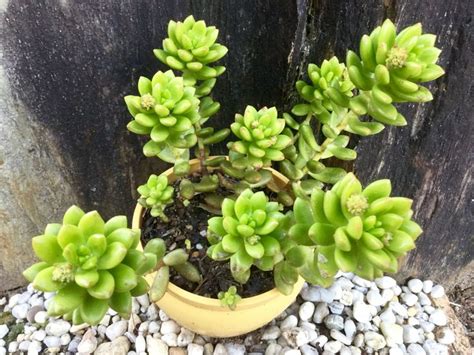 Sedum Lucidum Pointed Leaf Form Sedum Succulents Plants