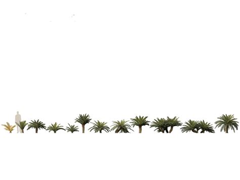 Cycas Revoluta Sago Palm 3d Model By 3dgardenplants