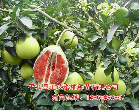 红心蜜柚泰国红宝石青柚苗暹罗红柚苗泰国青柚苗甜葡萄柚苗红宝石葡萄柚苗红皮黄肉葡萄柚苗南瓜红柚苗三红蜜柚苗红肉蜜柚苗红心蜜柚