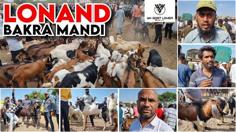 Lonand Bakra Mandi Live Update I Yk Goat Lover Youtube