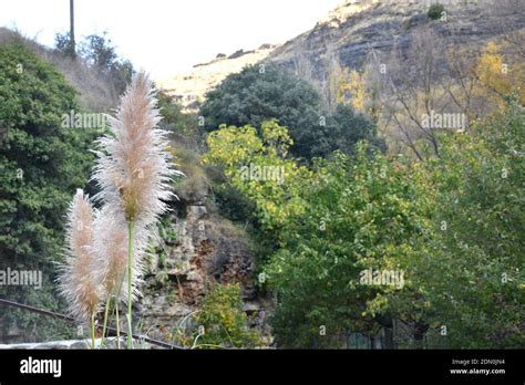 Pampas Grass Flowers Cortaderia Selloana On The Left Invasive Plant