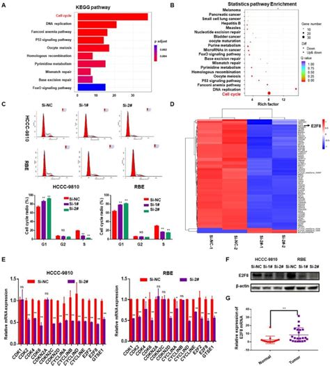 Long Noncoding Rna Snhg6 Promotes Proliferation And Angiogenesis Of