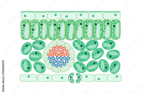 Leaf Structure Internal Structure Of The Leaf Diagram Stock Vector Adobe Stock