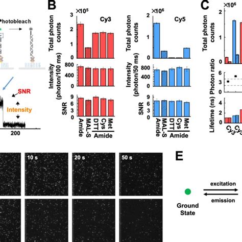 Photostability Of Fluorophores Attached To Dna Is Affected By Their