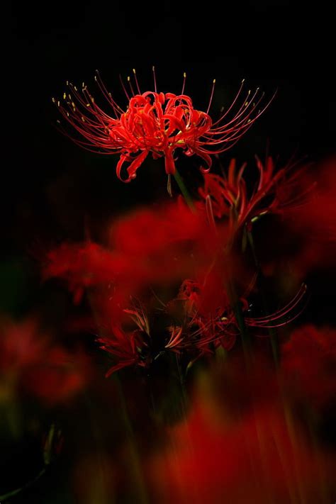Red Spider Lily Hd Phone Wallpaper Pxfuel