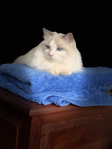 Michael Pomponio Flickr