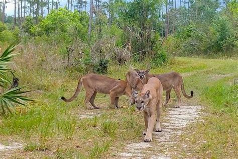 Save The Florida Panther Day Florida Panther National Wildlife Refuge