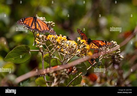 Monarch Butterfly Sanctuaries in Senguio El Rosario and Sierra Chincua Michoacán Mexico