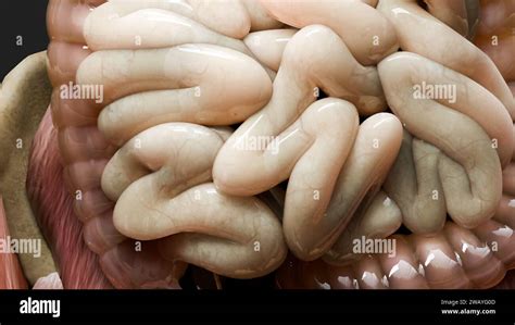 Intestine Intestinal Colon Abdomen Abdominal Internal 3d 3d