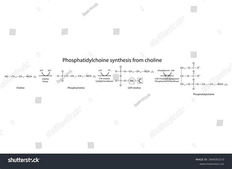 Schematic Molecular Diagram Phosphatidylchoine Synthesis Choline Stock
