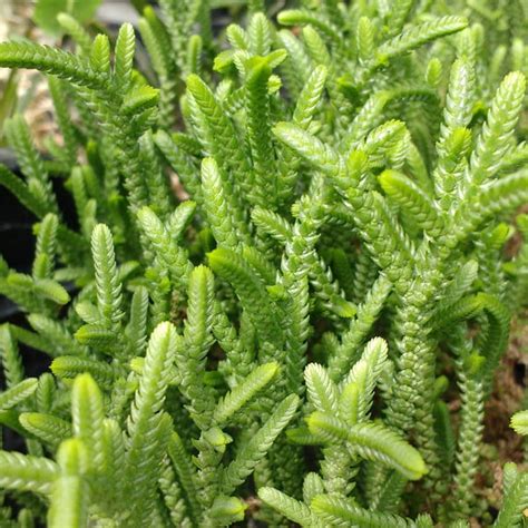 Crassula Lycopodioides Muscosa Cuttings