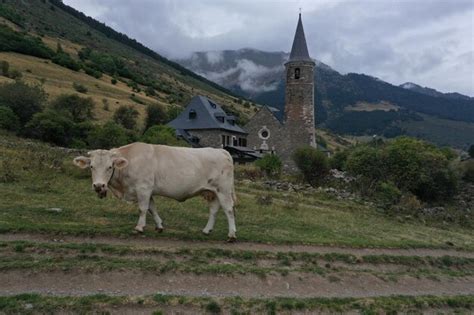 Premium Photo Montgarri Monastery Located In The Vall Daran With A Cow Posing For The Moment