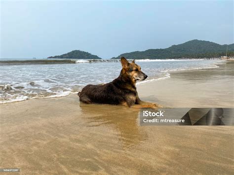 젖은 모래 위에 누워 있는 인도 야생 길 잃은 이미지 썰물 때 바다의 물가 바다 파도가 썰물과 흐르는 잡종 개 해변 조수 전경에 초점 0명에 대한 스톡 사진 및 기타 이미지