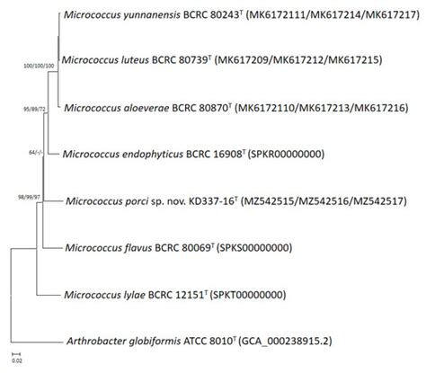Micrococcus Porci Sp Nov Isolated From Feces Of Black Pig Sus Scrofa Micrococcus Porci Sp Nov Isolated From Feces Of Black Pig Sus Scrofa