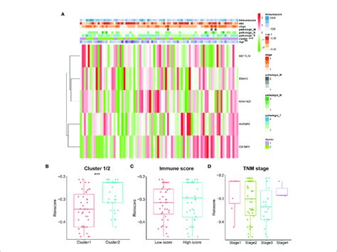 Prognostic Risk Scores Correlated With Stage Immune Score And