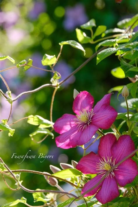 今日は久しぶりに花写真 ＊＊ ふわふわ日和