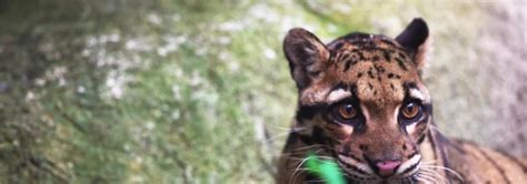 Watch Extinct Or Alive S01 E07 Formosan Clouded Leopard Free Tv