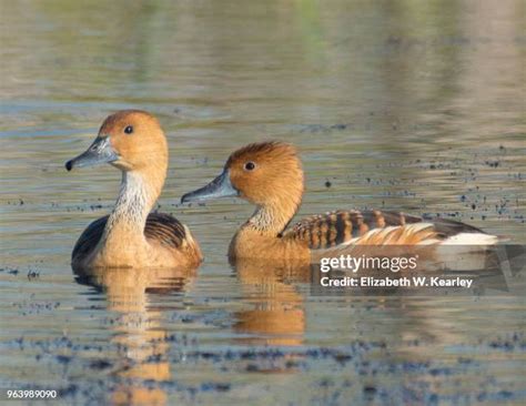 Fulvous Tree Duck Photos And Premium High Res Pictures Getty Images